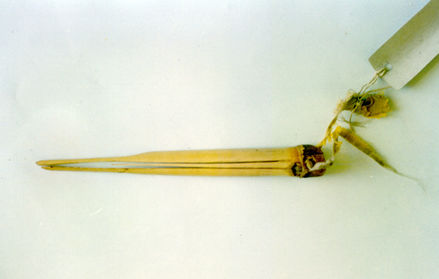 SUSAP; Jew's harp - Soinuenea